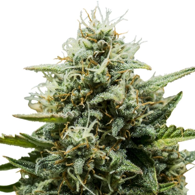 Fat Banana Auto Samen Royal Queen Seeds kaufen